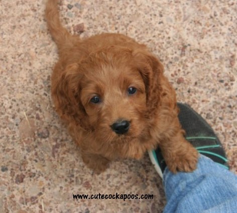 Cute Cockapoos: Progression of a Cockapoo Puppy, Week by Week Photos